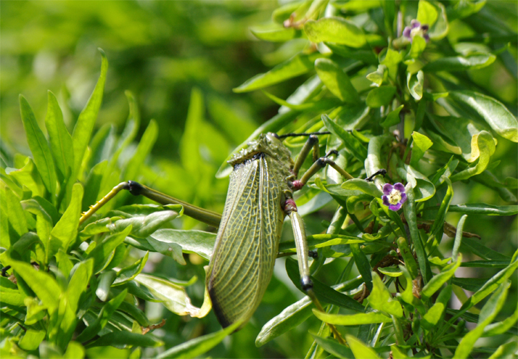 Locusts at Walter Sisulu Botanical Garden | Tim Unwin's Blog