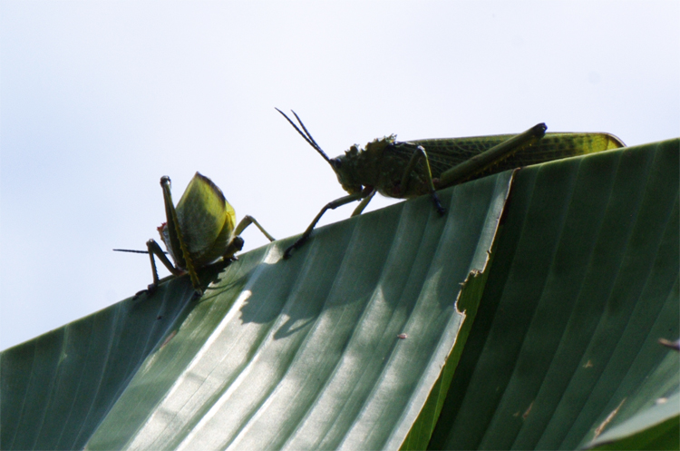 Locusts at Walter Sisulu Botanical Garden | Tim Unwin's Blog