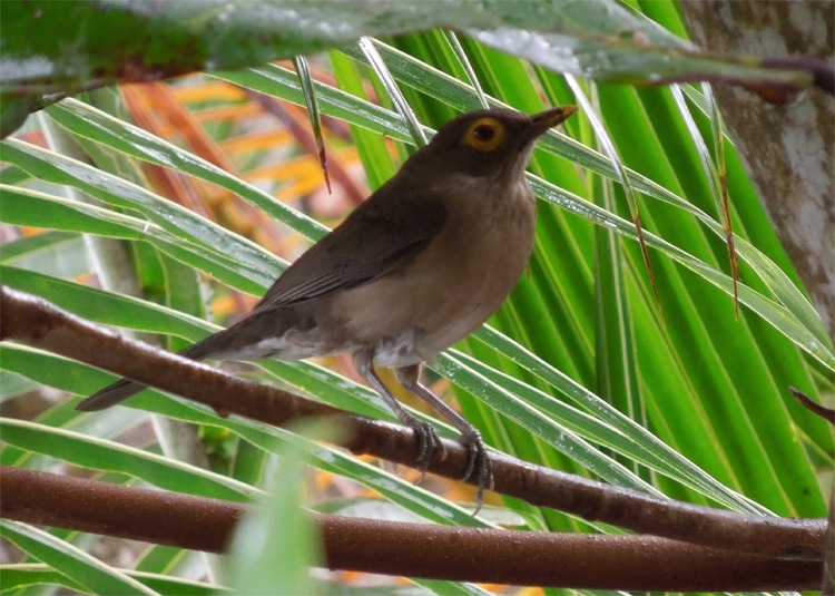 Liming in Tobago… | Tim Unwin's Blog