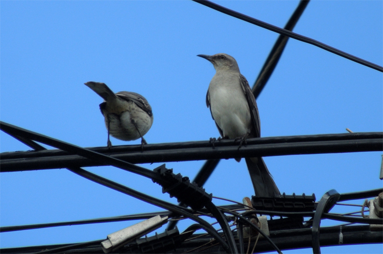 Liming in Tobago… | Tim Unwin's Blog