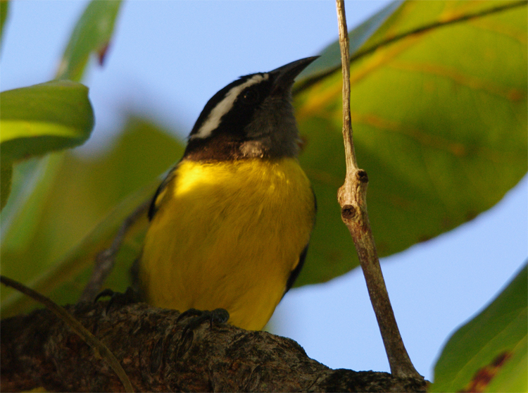 Liming in Tobago… | Tim Unwin's Blog