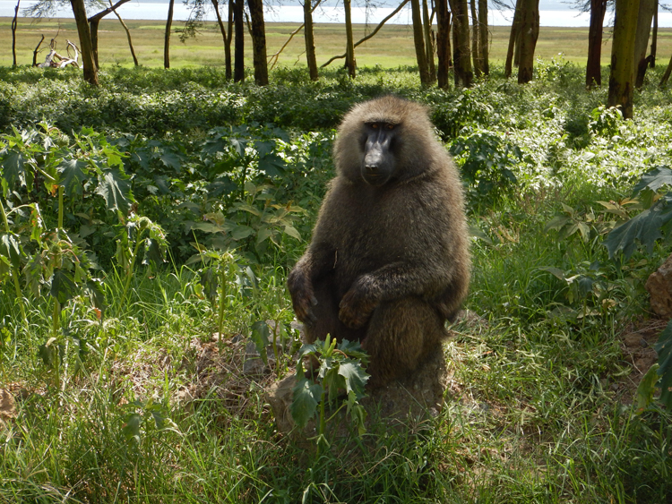 Animals at Nakuru National Park, Kenya | Tim Unwin's Blog