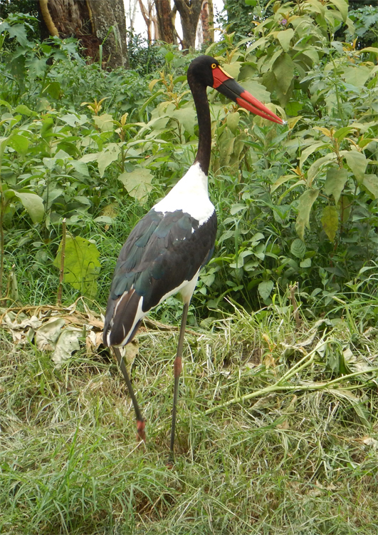Animals at Nakuru National Park, Kenya | Tim Unwin's Blog
