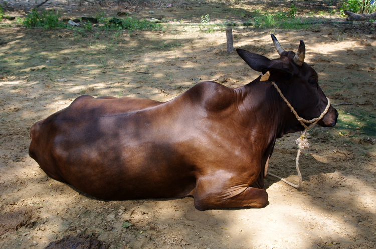Alawalpur: farming, mobile ‘phones and cattle | Tim Unwin's Blog