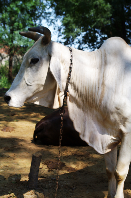 Alawalpur: farming, mobile ‘phones and cattle | Tim Unwin's Blog