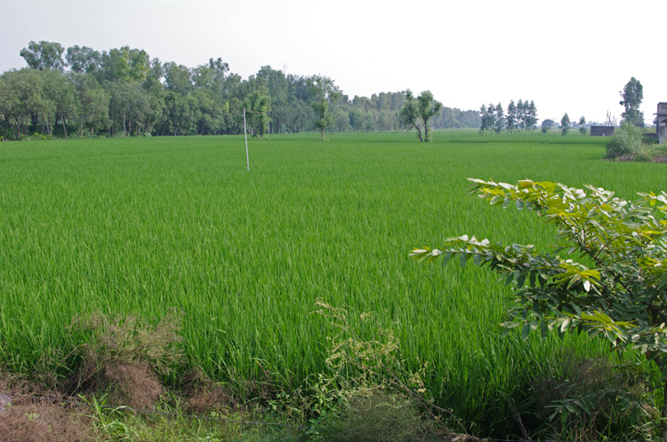 Alawalpur: farming, mobile ‘phones and cattle | Tim Unwin's Blog