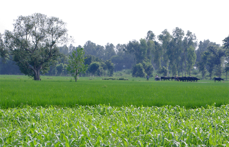 Alawalpur: farming, mobile ‘phones and cattle | Tim Unwin's Blog