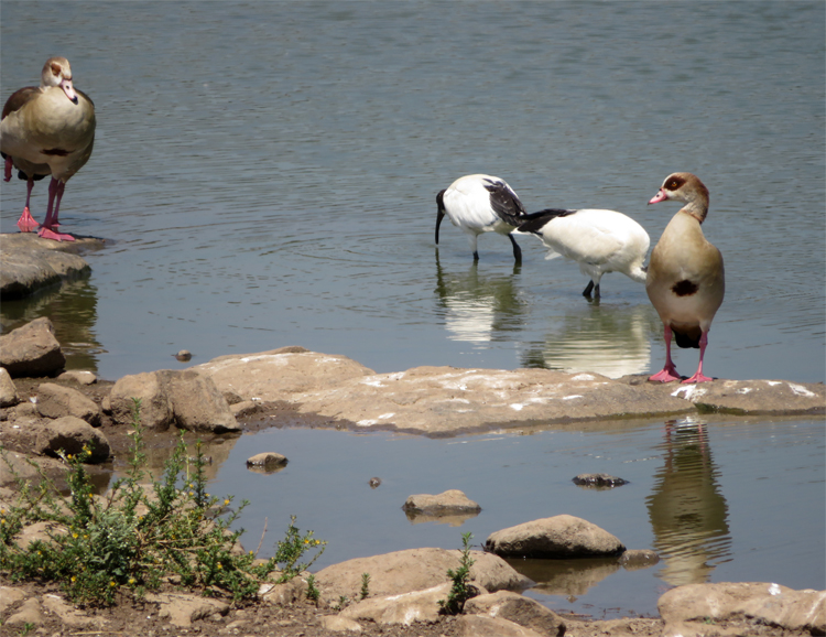 Nairobi National Park | Tim Unwin's Blog